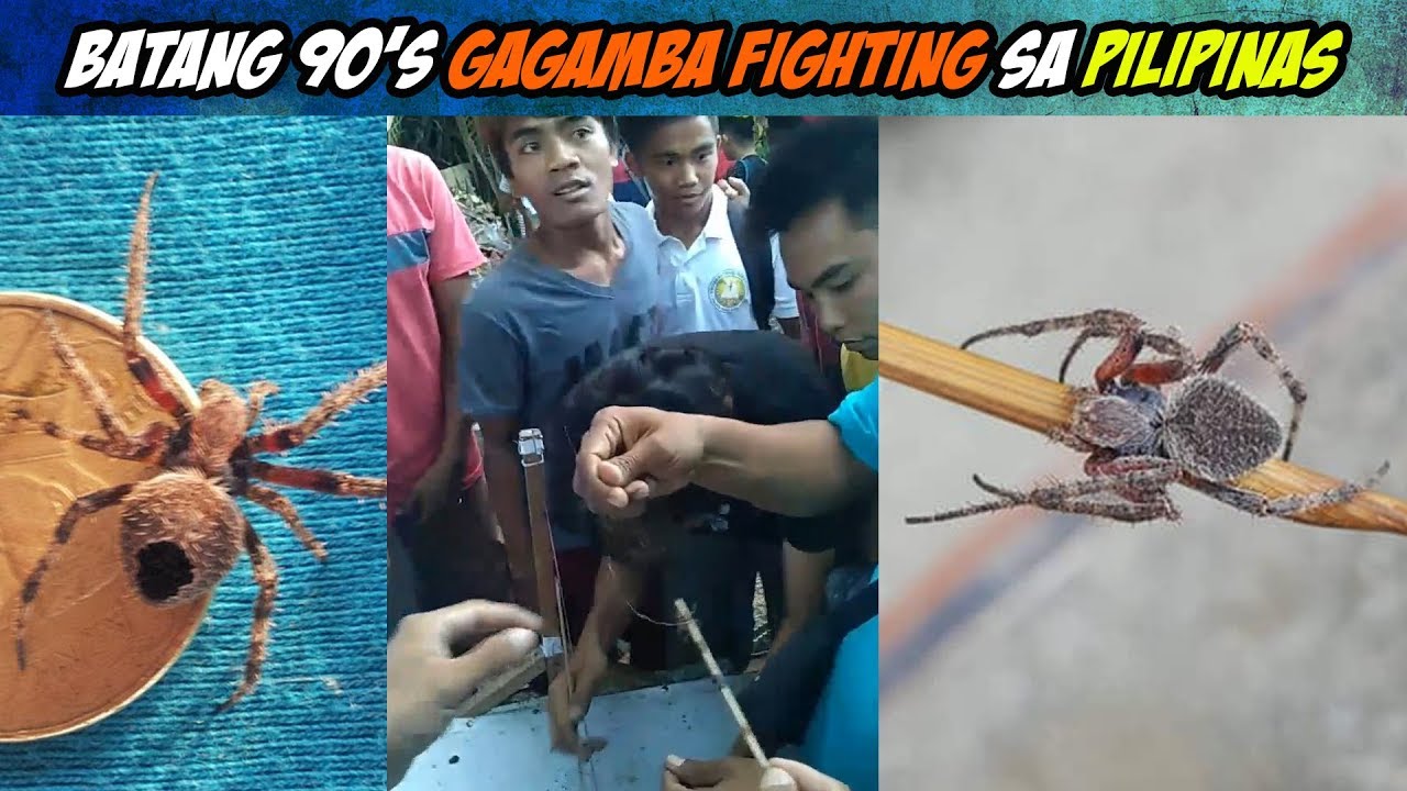 Balik Batang 90 S Gagamba Fighting In The Philippines Orb Weaver