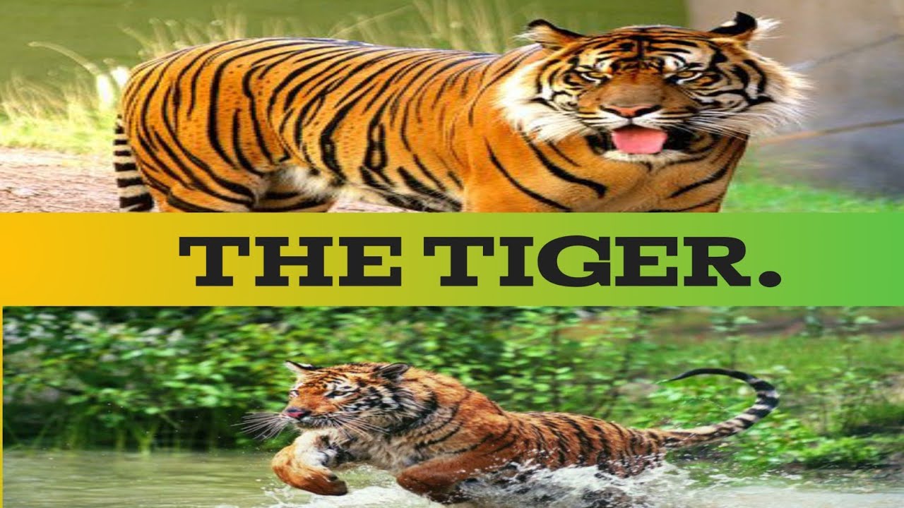 The Tiger Youtube