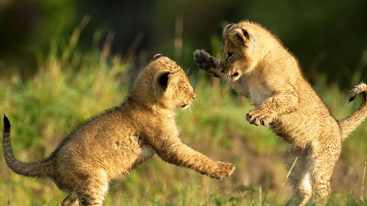 Lion Cubs Playing