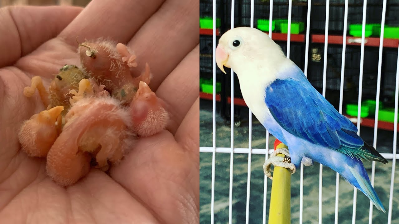 Lovebirds Breeding Tips Progress Youtube