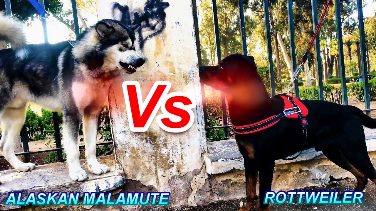 Attack Rottweiler Vs Alaskan Malamute Youtube