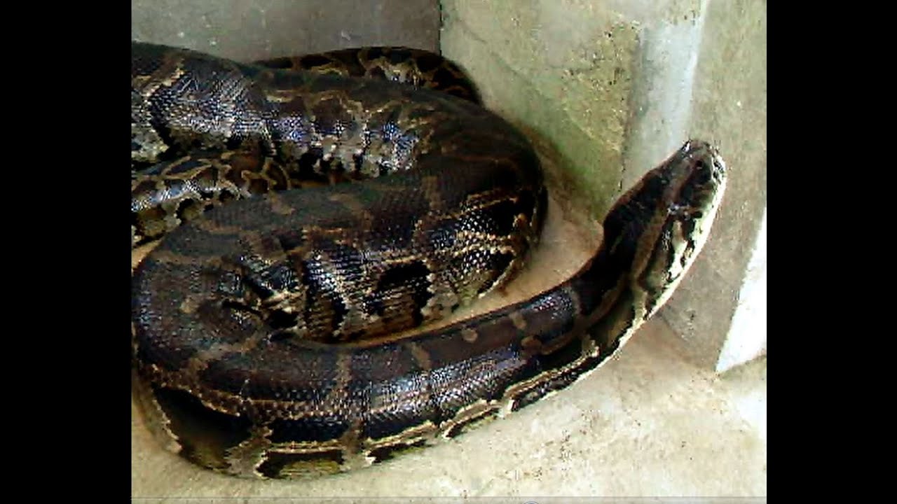 Samantha The Biggest Burmese Python In Bohol Philippines Youtube