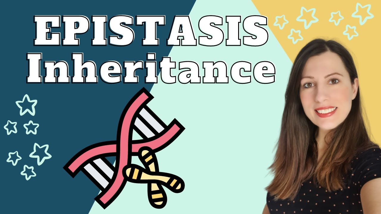 Epistasis A Level Biology Inheritance Genetic Crosses Showing How One
