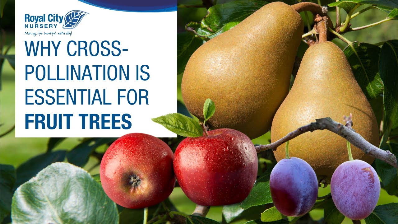 Why Cross Pollination Is Essential For Fruit Trees Youtube