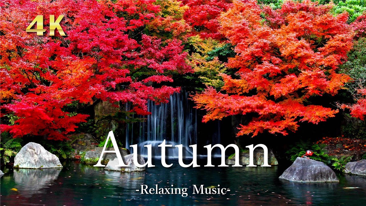 美しい紅葉の絶景 4k リラックス音楽と森の自然音 Autumn Forest