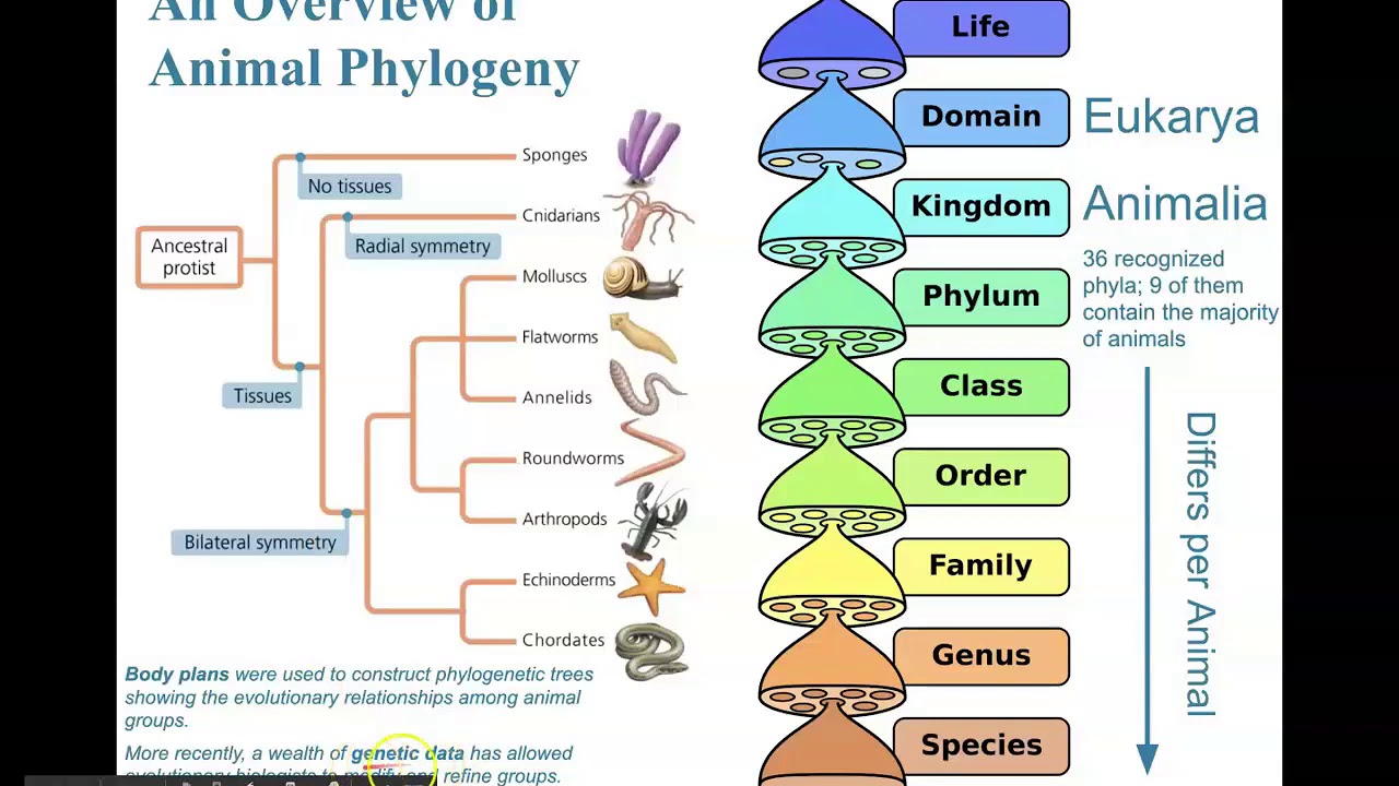 Phylogenetic Tree Of Invertebrates Vertebrate Phylogeny Phylogenetic
