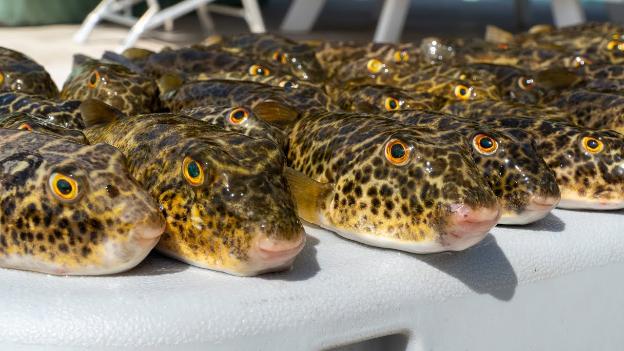 Toxic Pufferfish Catch Clean Cook Incredible Recipe Toadie Youtube