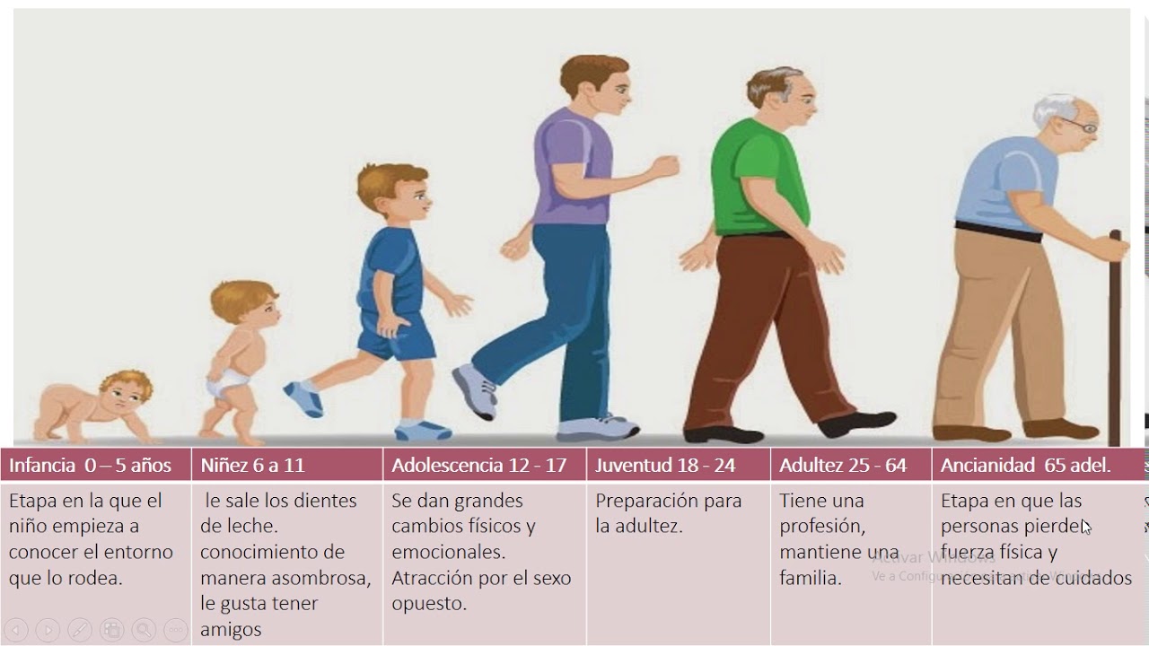 Cuales Son Las Etapas Del Desarrollo Humano
