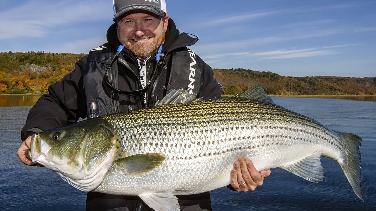 Striped Bass Fishing Kennebunkport At Emily Marsh Blog