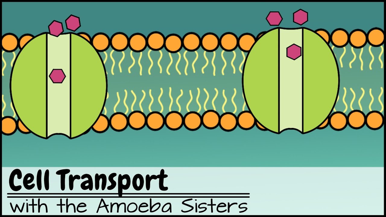 Cell Transport Youtube