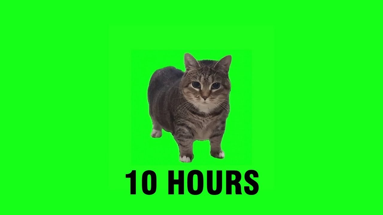 Oiia Oiia Spinning Cat W W Song Lyrics Music Videos Concerts