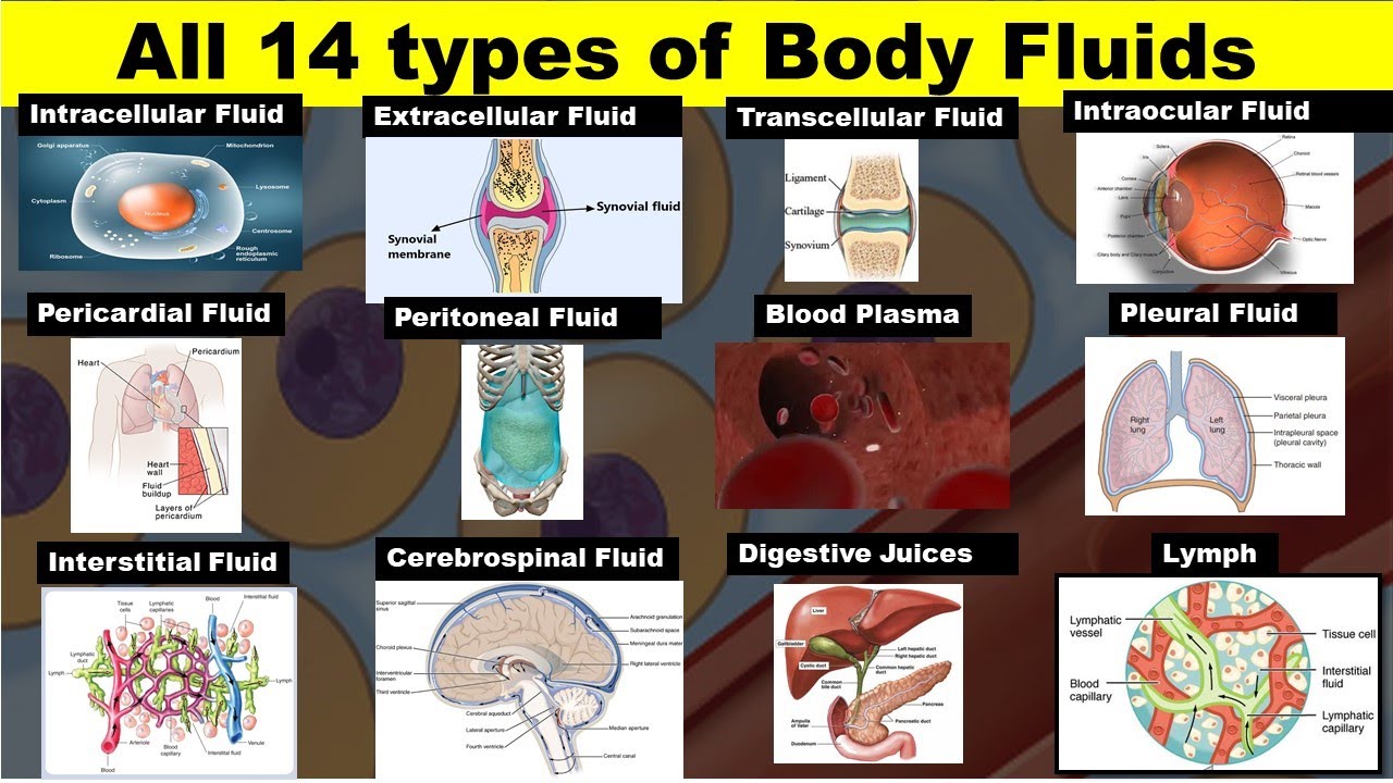 Body Fluids Extracellular Fluid Transcellular Fluid Interstitial