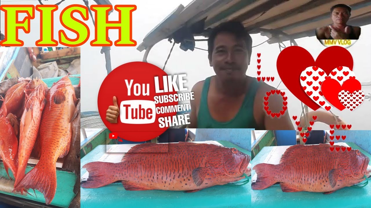 Fish Youtube