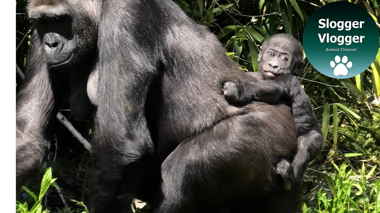 Baby Gorilla Clinging On To Mum S Buttocks Youtube