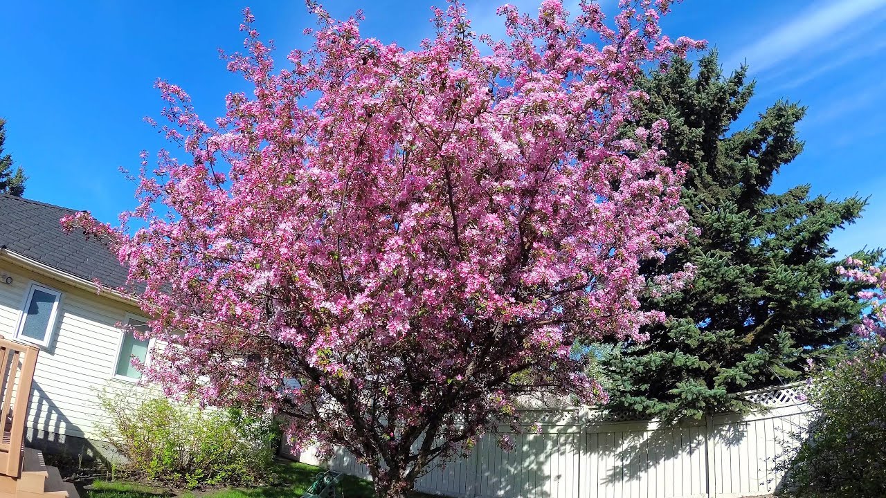 Beautiful Flowering Crab Tree In 4k Youtube
