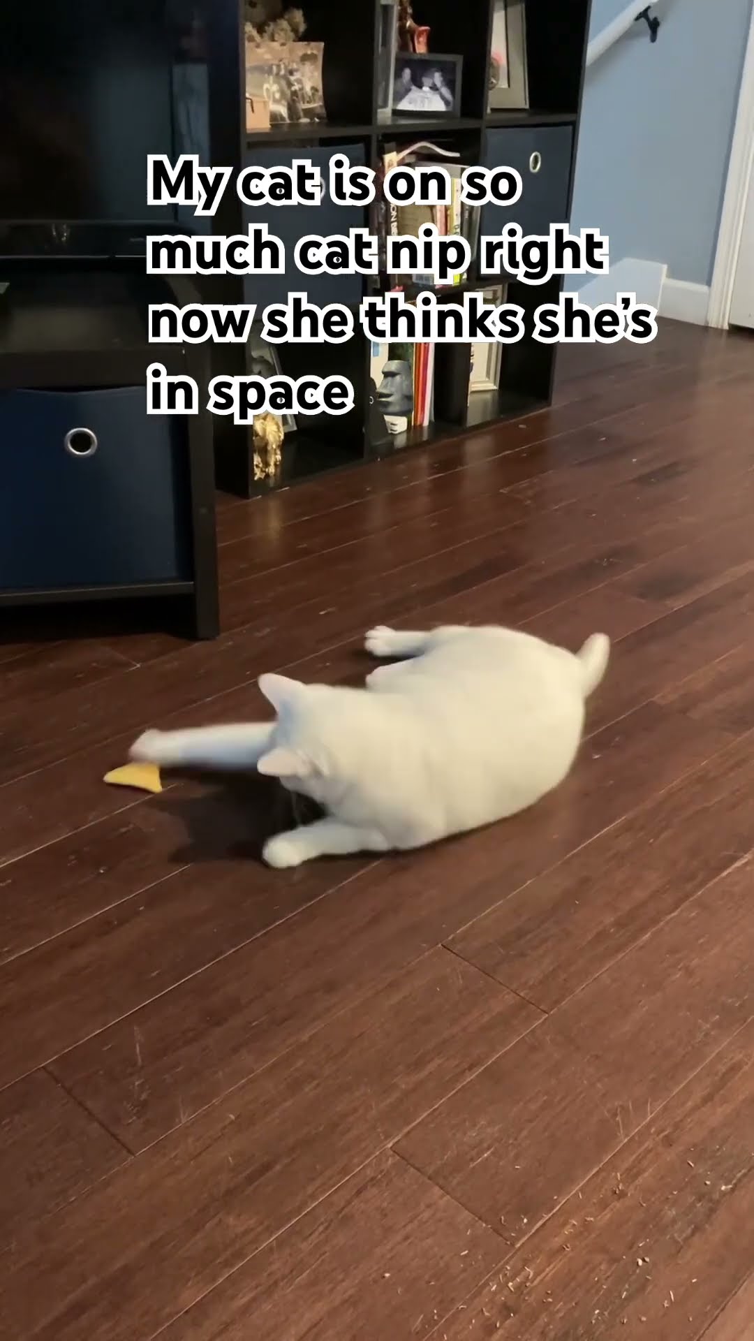 My Cat Is On So Much Cat Nip Right Now Funny Youtube