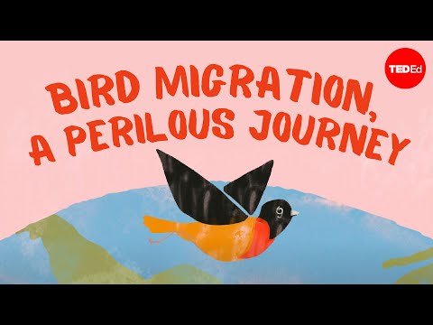 Bird Migration A Perilous Journey Alyssa Klavans Ted Ed