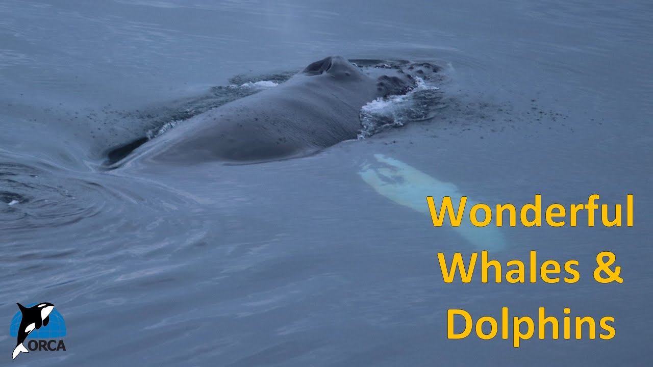 Orca Lesson 5 Incredible Journeys Part 2 Youtube
