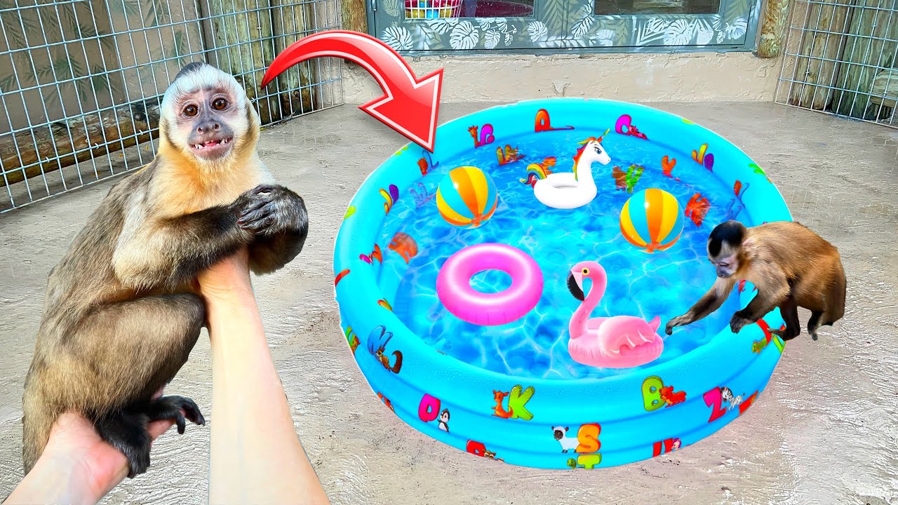 Teaching My Baby Monkey How To Swim Youtube