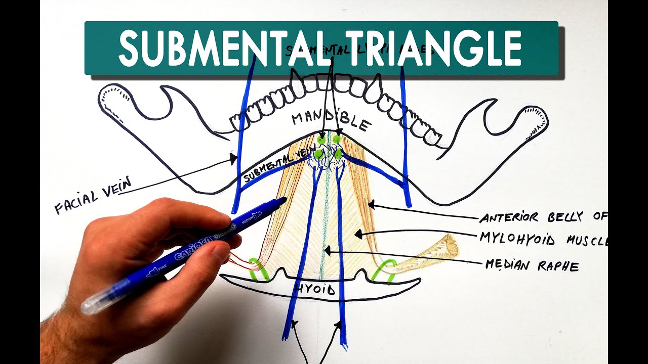 Submental Triangle Boundaries Contents Anatomy Tutorial Youtube