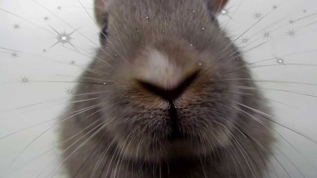 Nose Of A Rabbit