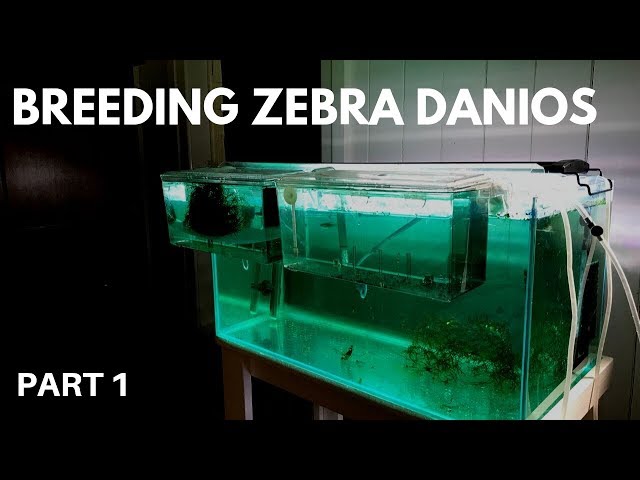 Zebra Danio Breeding Part 1