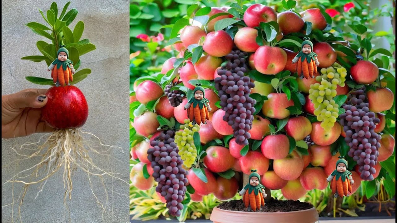 Harvest Grapes And Apples On The Same Tree With Grafting Skills Youtube