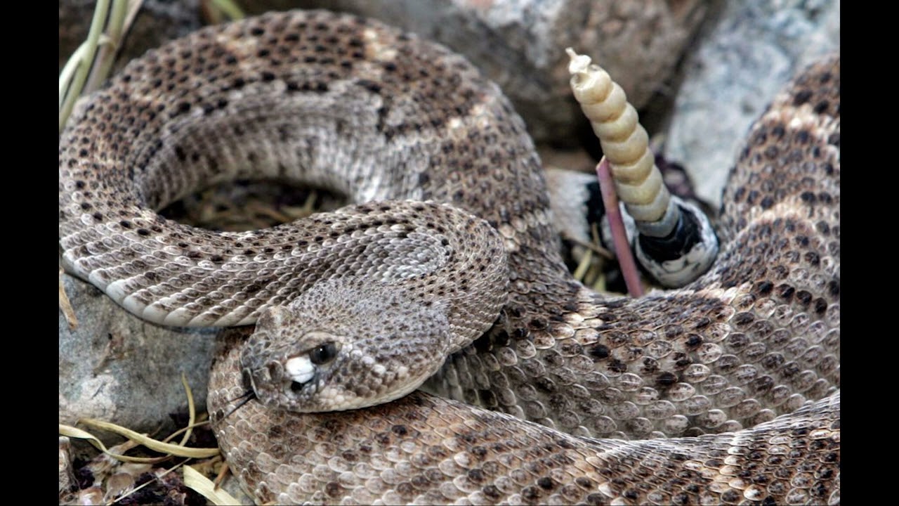 Hq Rattlesnake Tail Sound Effect Youtube