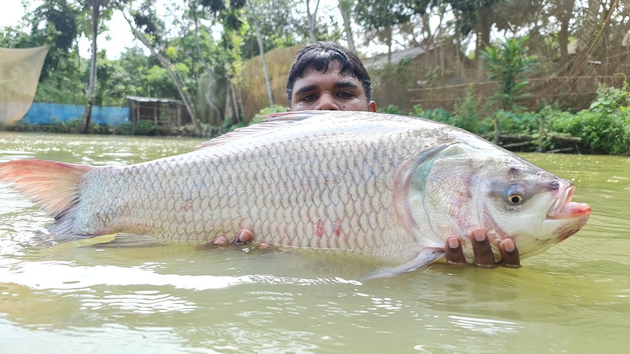 Unbelievable Cast Net Fishing Videos Catching Lot Of Fish By Cast Net