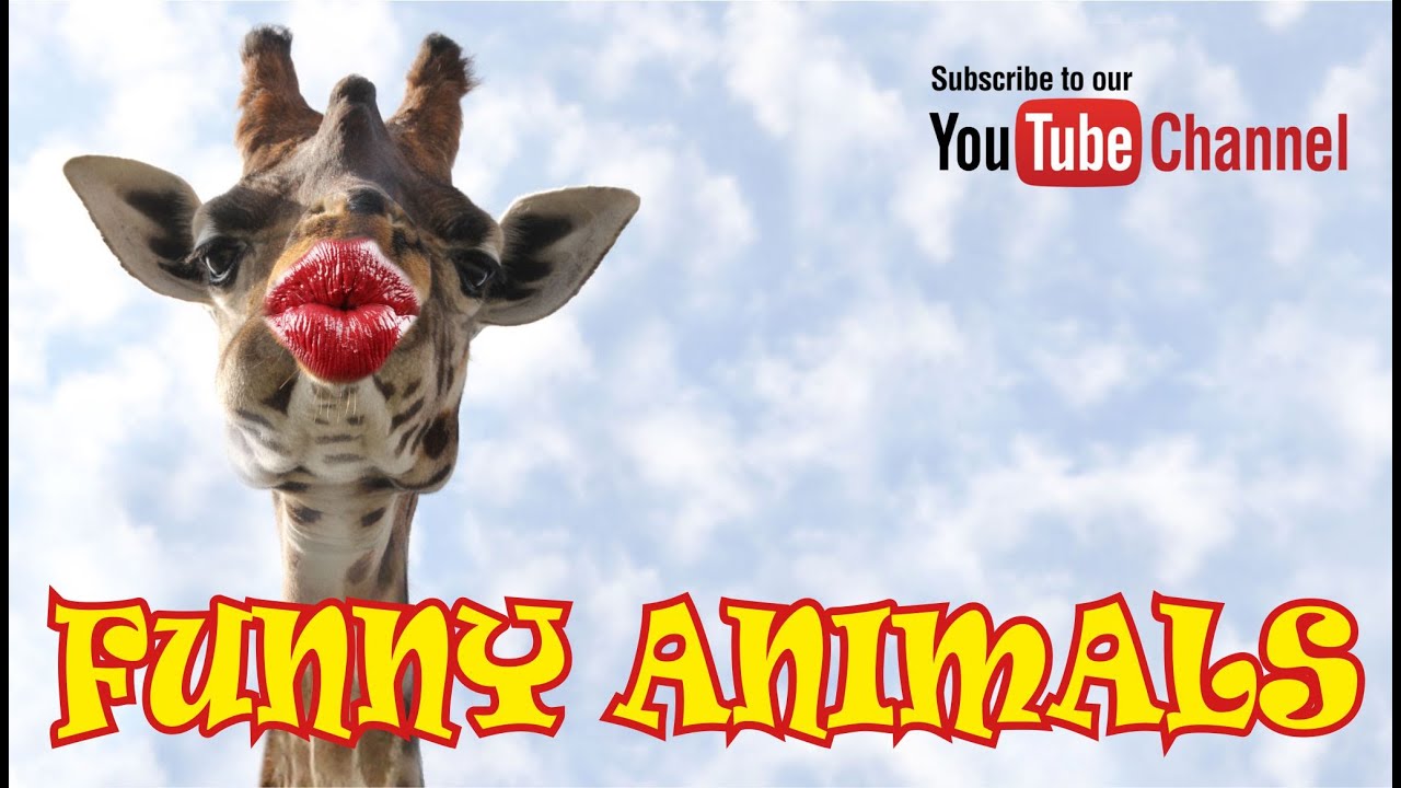 Funny Animals Compilation Youtube