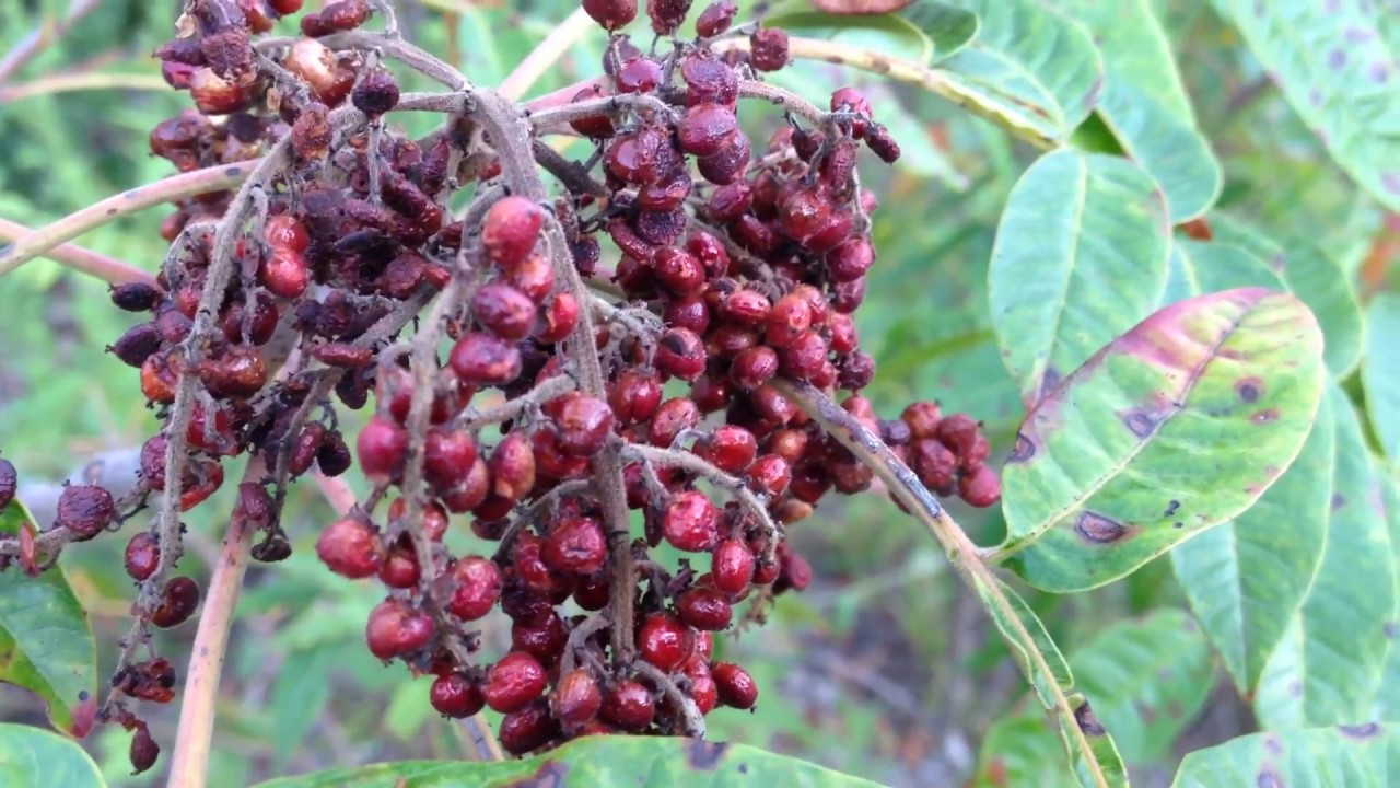 Poison Sumac Berries