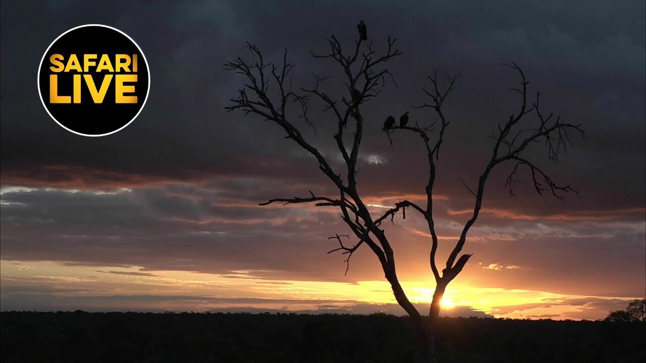 Safarilive Sunset Safari April 23 2019 Part 1 Youtube