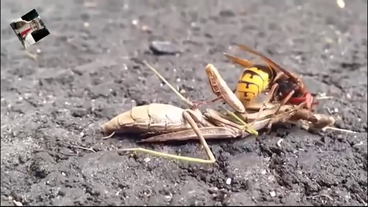 Praying Mantis Fight Youtube