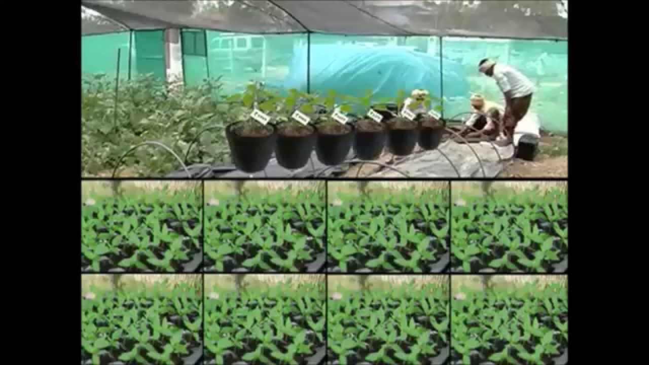 Integrated Livelihood Projects Youtube