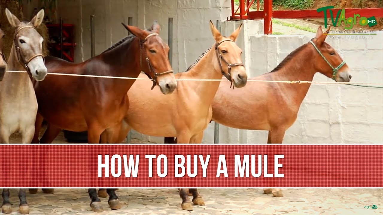 How To Buy A Mule Tvagro By Juan Gonzalo Angel Youtube