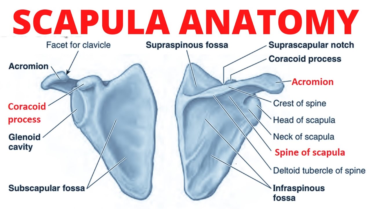 Scapula Anatomy How To Treat And Prevent Shoulder Injuries Climb