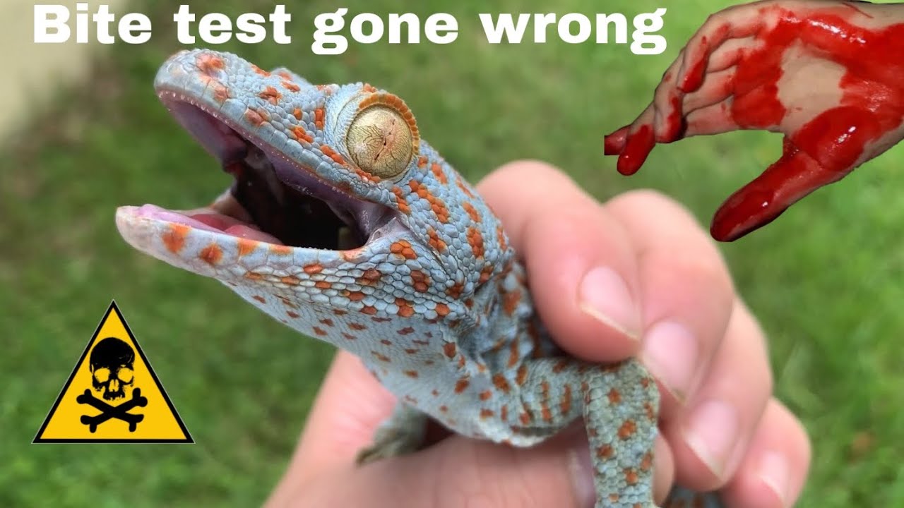 Est Ce Que Les Geckos De Tokay Mordent
