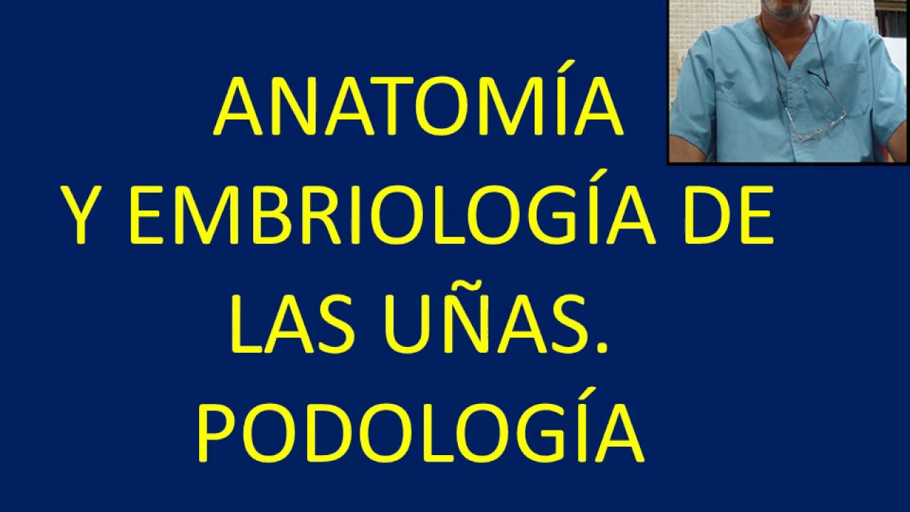 Anatomia Y Embriología De La Uñas Cirugía Podología Dr Guillén Youtube