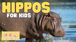 Pandas For Kids Learn All About These Bamboo Loving Bears Videos