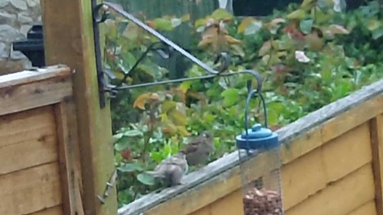 Springwatch Youtube