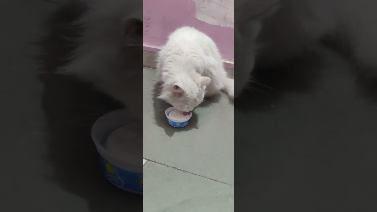 How To Raise An Ant Colony 101 The Ultimate Guide To Keeping Pet Ants