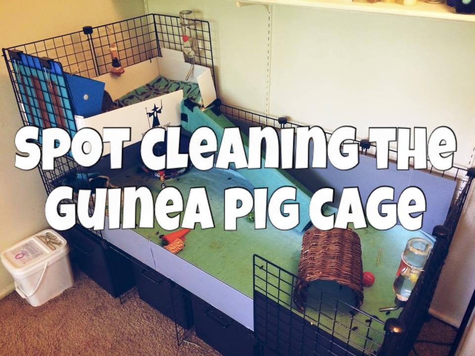 Spot Cleaning The Guinea Pig C C Cage 2015 Youtube