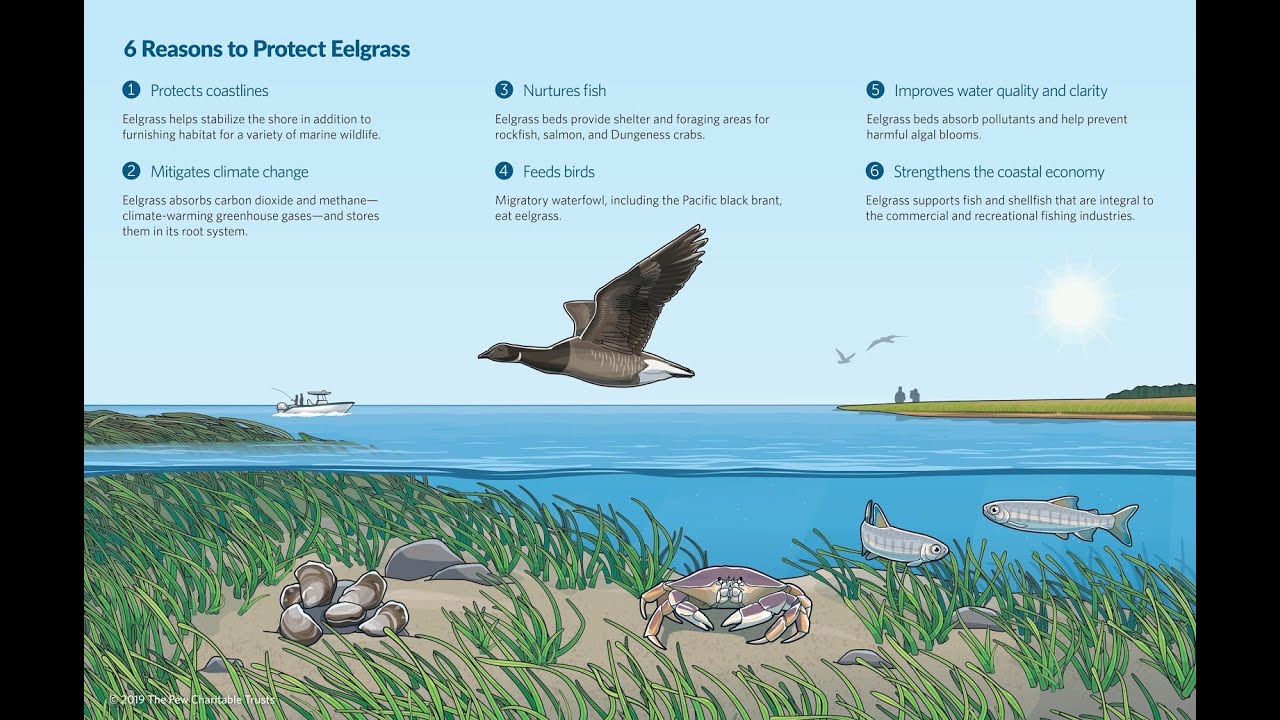 What Ecosystem Services Does Eelgrass Provide Youtube