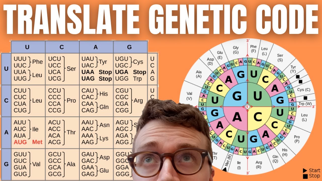How To Translate Mrna To Amino Acids Decoding The Genetic Code Youtube