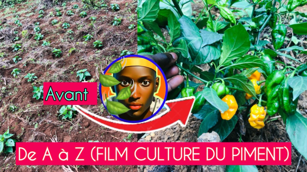 Comment Réussir La Culture De Piments De A à Z Youtube