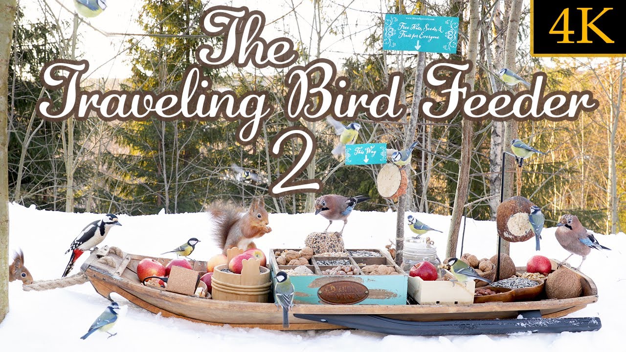 The Traveling Bird Feeder 2 Relax With Squirrels Birds 4k 1 Hour