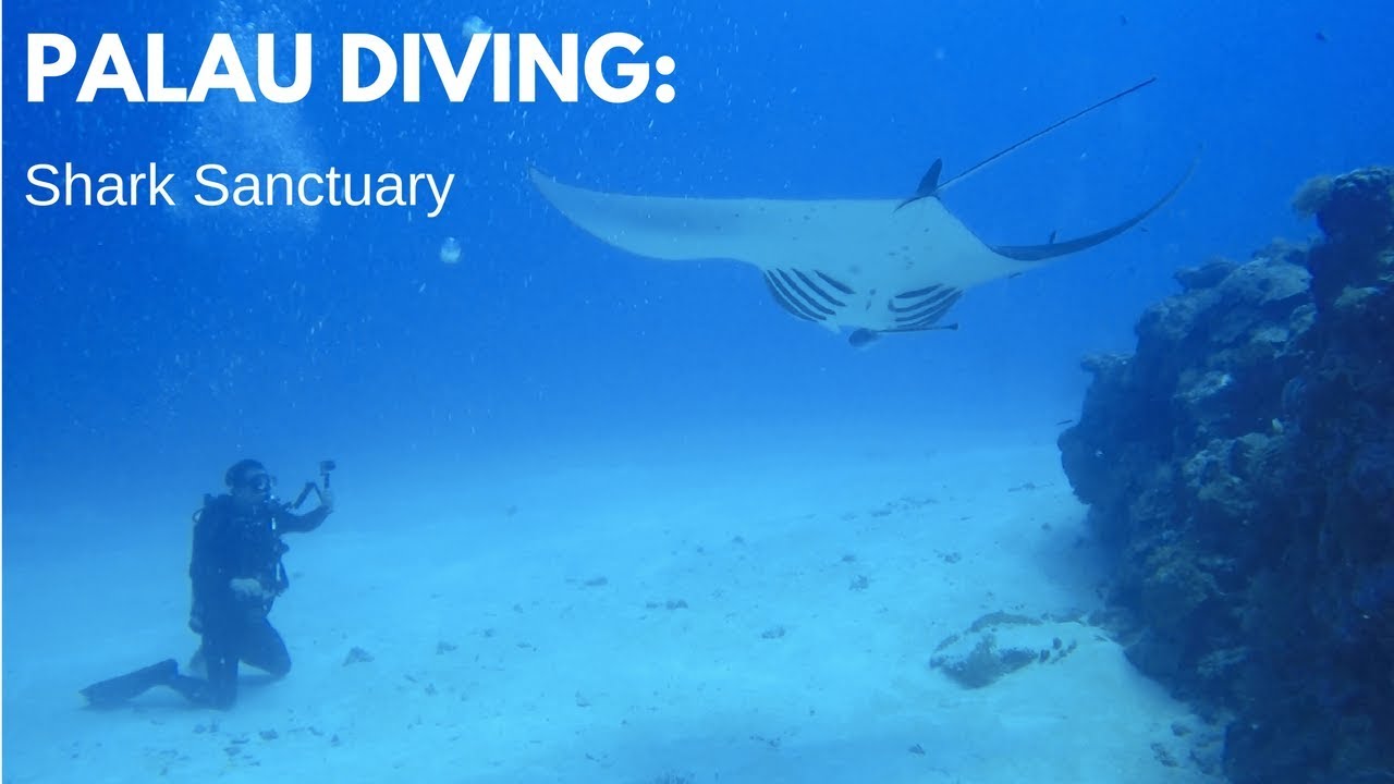 Palau Diving The Shark Sanctuary Hd Youtube