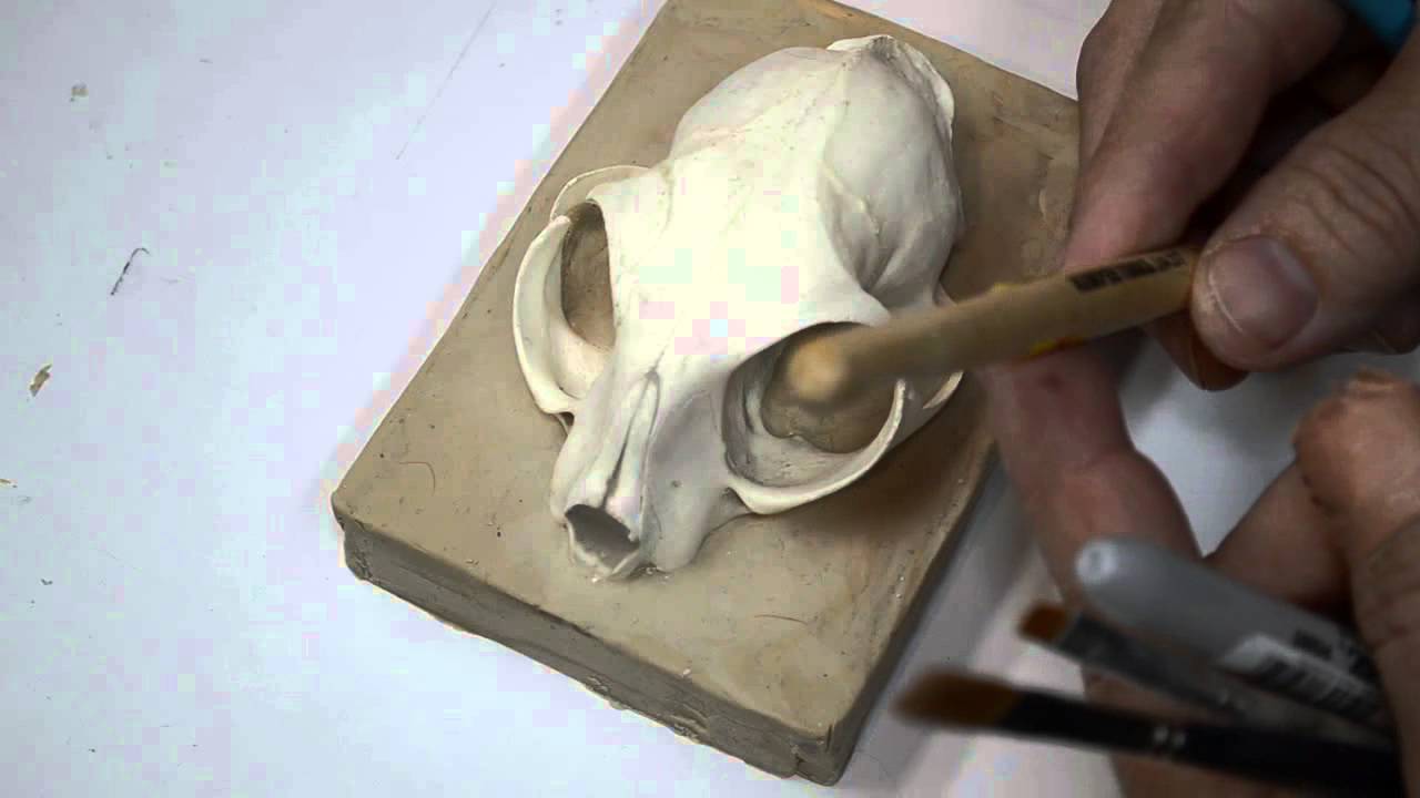 Molding An African Wildcat Skull Part 4 Youtube