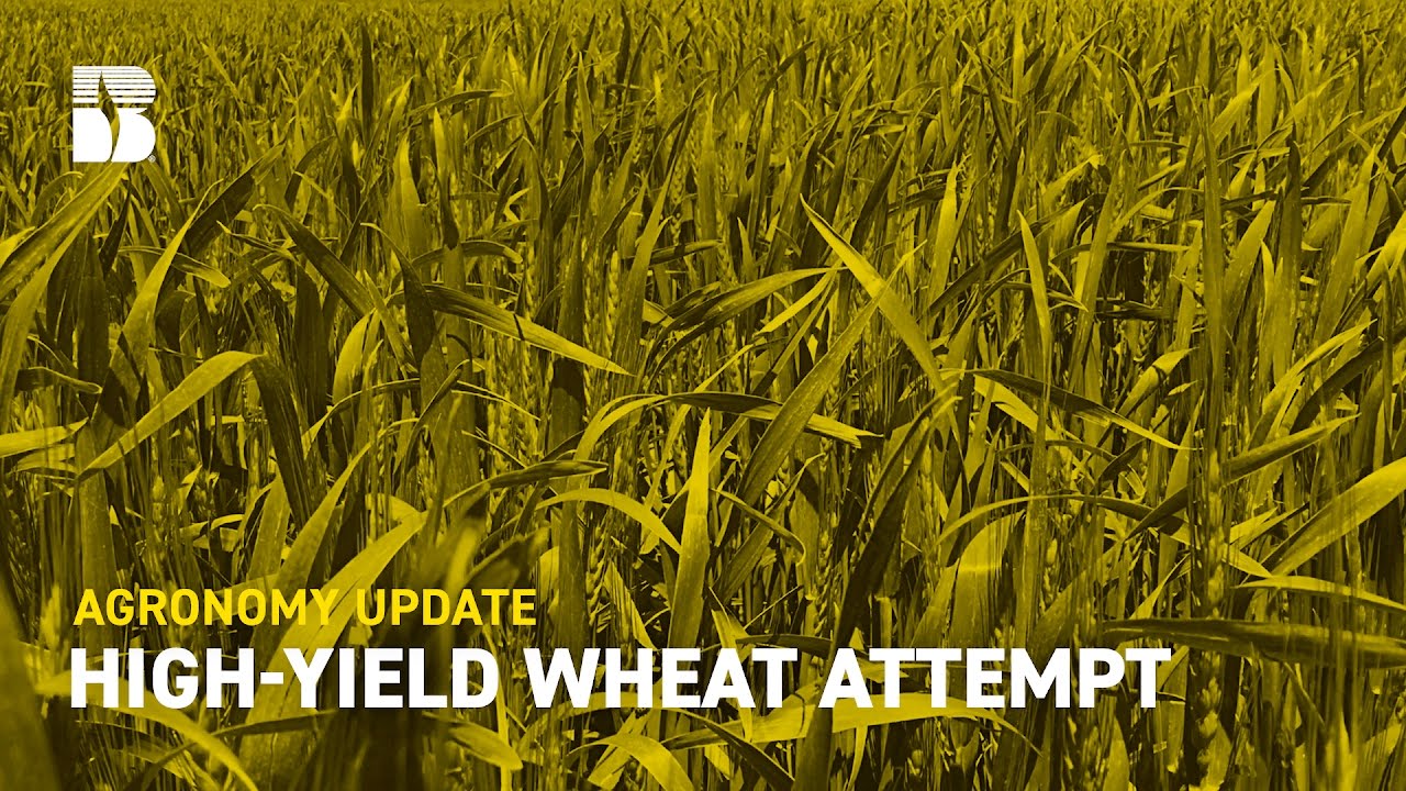 High Yield Wheat Attempt Beck S Agronomy Update Youtube