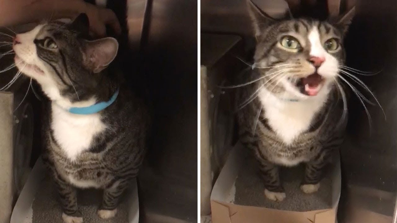 Why Do Cats Like Scratching Noises